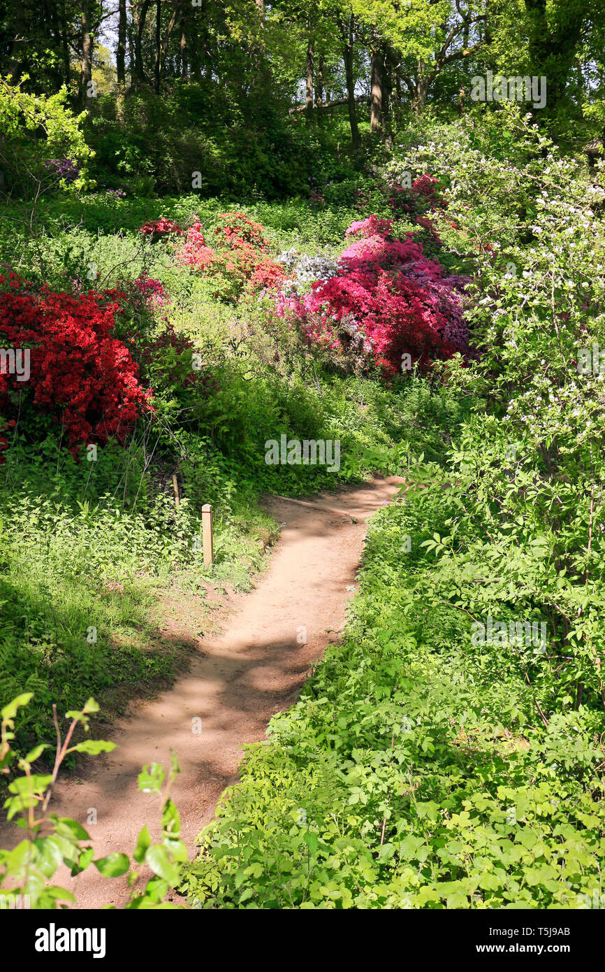 Spring flowering shrubs hi-res stock photography and images - Alamy