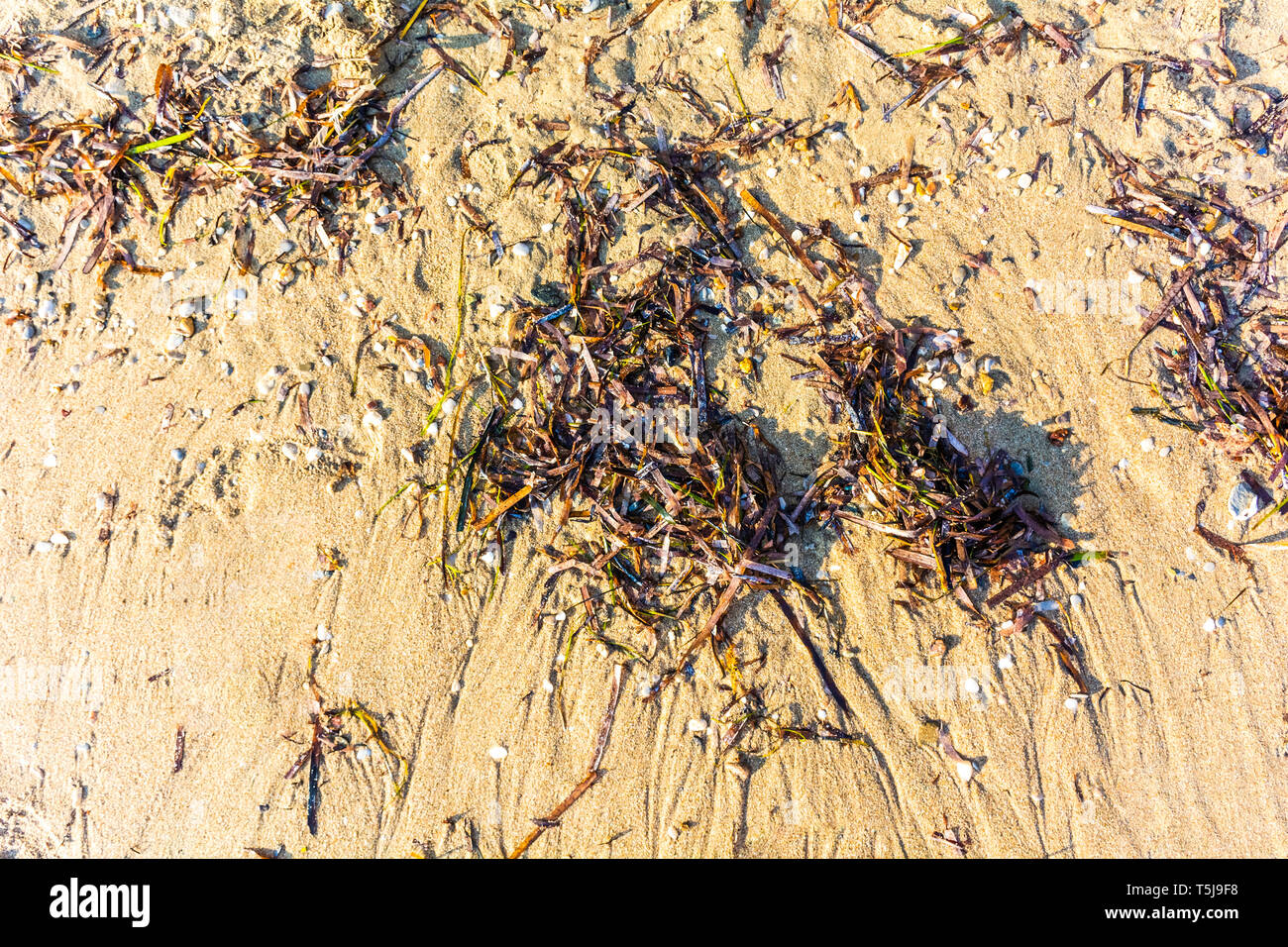 Weed Texture High Resolution Stock Photography and Images - Alamy