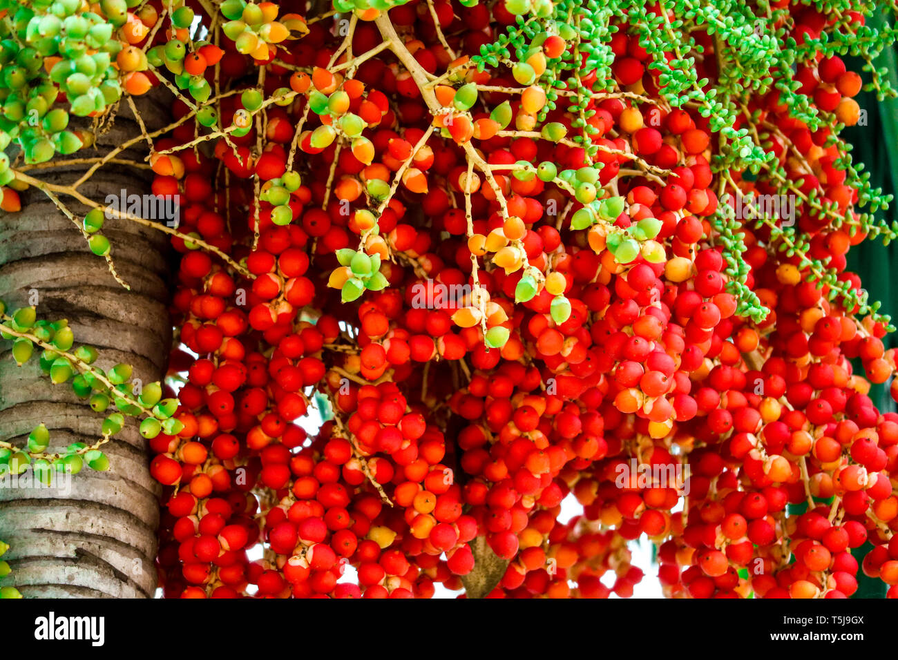 Red orange palm tree seeds hi-res stock photography and images - Alamy