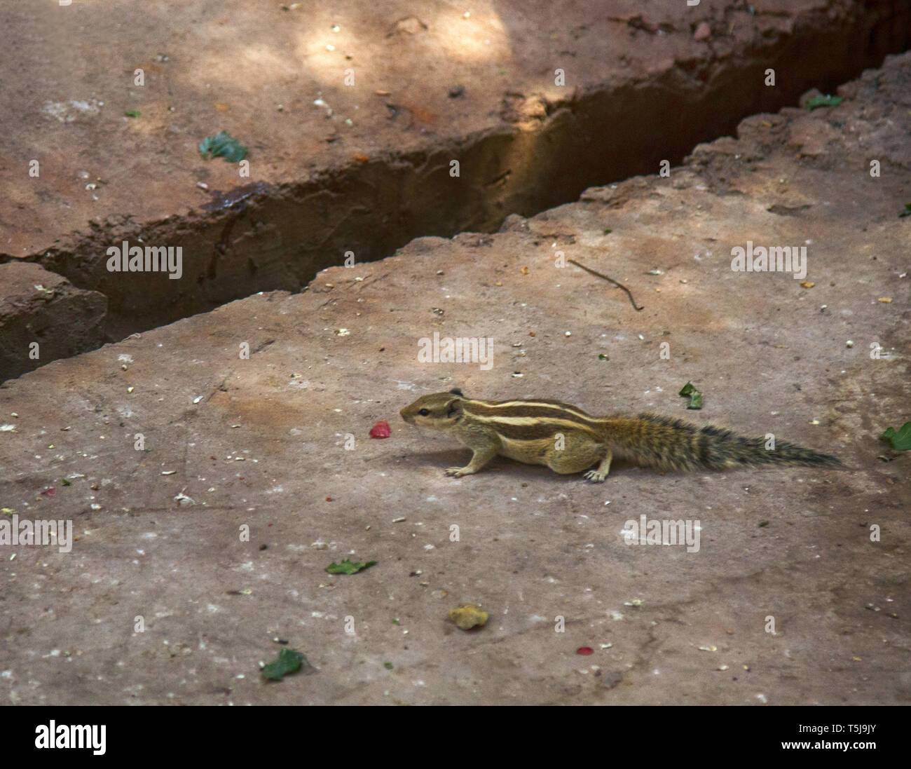 Indian palm squirrel (Funambulus palmarium) on the sidewalk. India ...