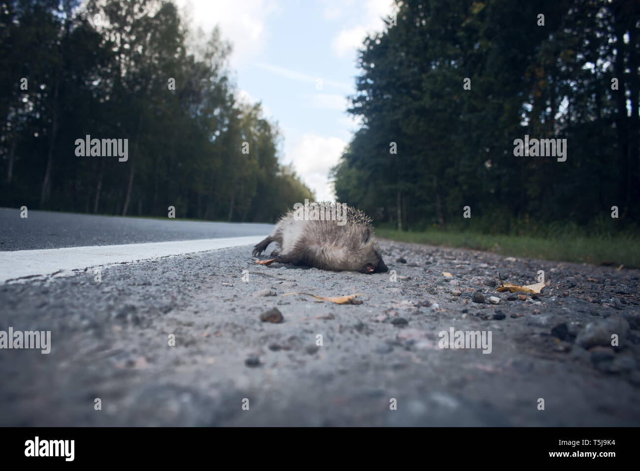 The unfortunate hedgehog is hit on the road by a car. Car as the cause ...