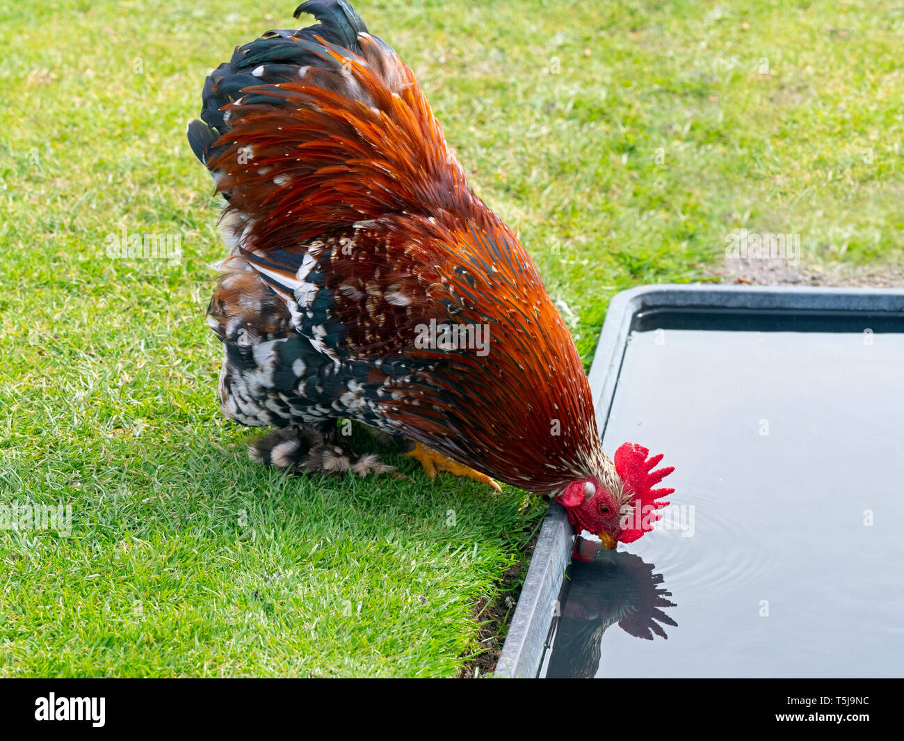 Pet bantam mixed breed free range in garden Stock Photo - Alamy