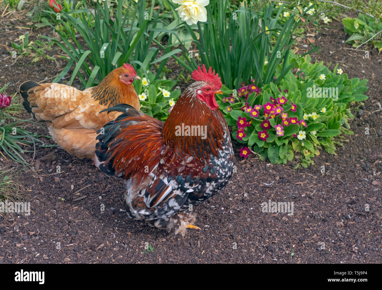 Pet bantams mixed breed free range in garden with spring flowers Stock ...