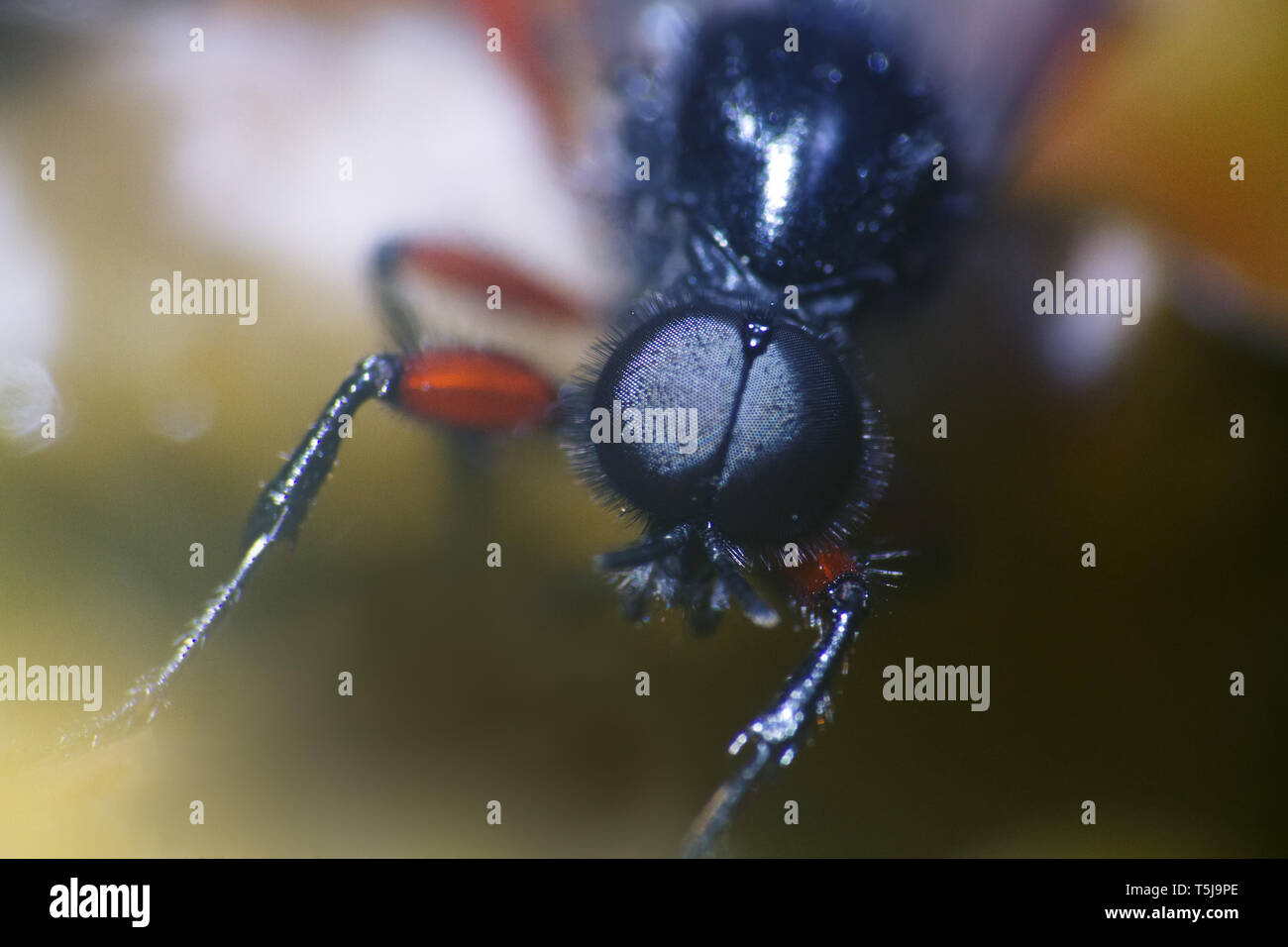 robber fly (Asilidae) blue-black, small predator, powerful jaw and ...