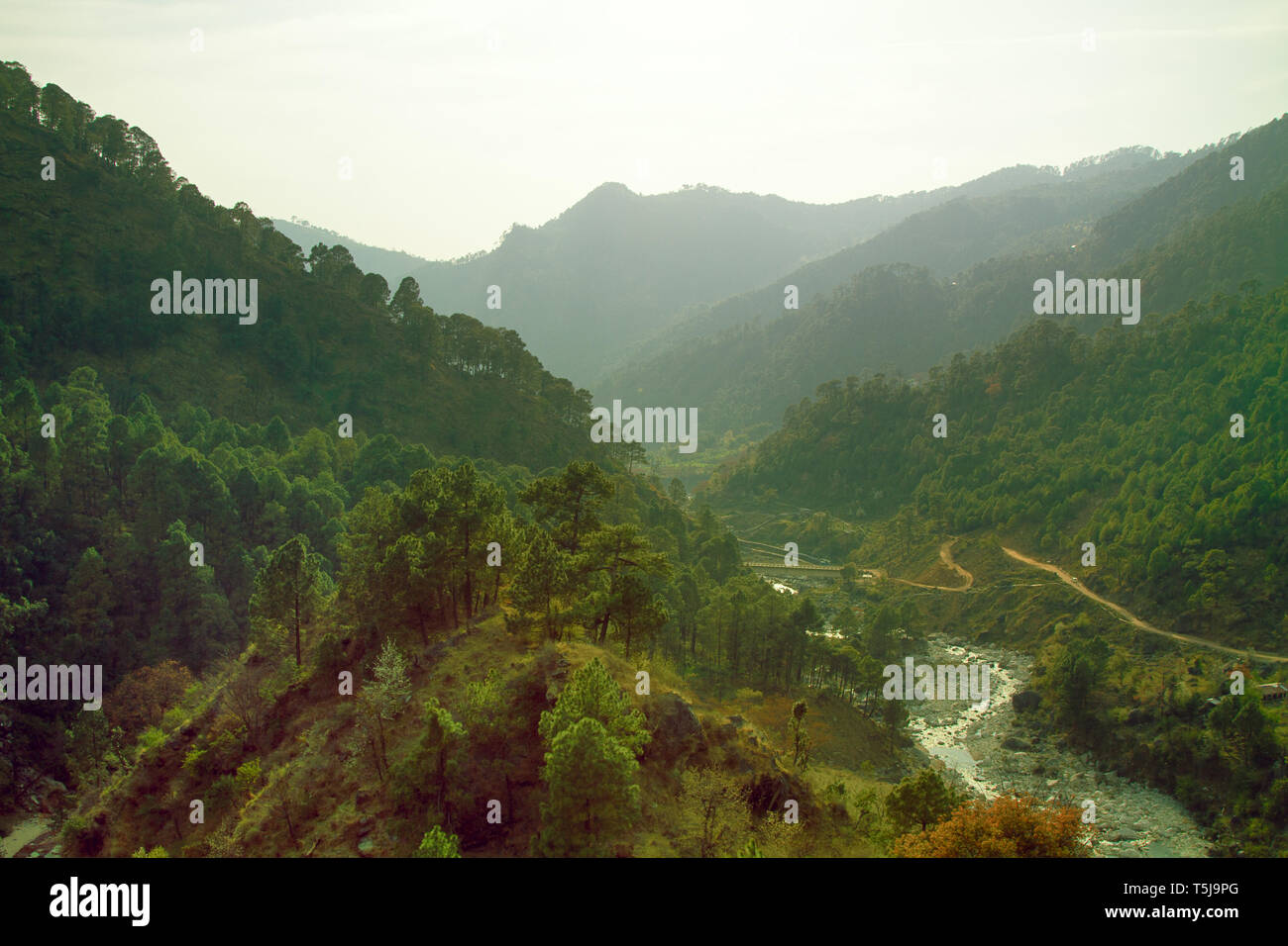 Evergreen mountain forests (rainforest) of the Pre-Himalayas (Sivalik ...