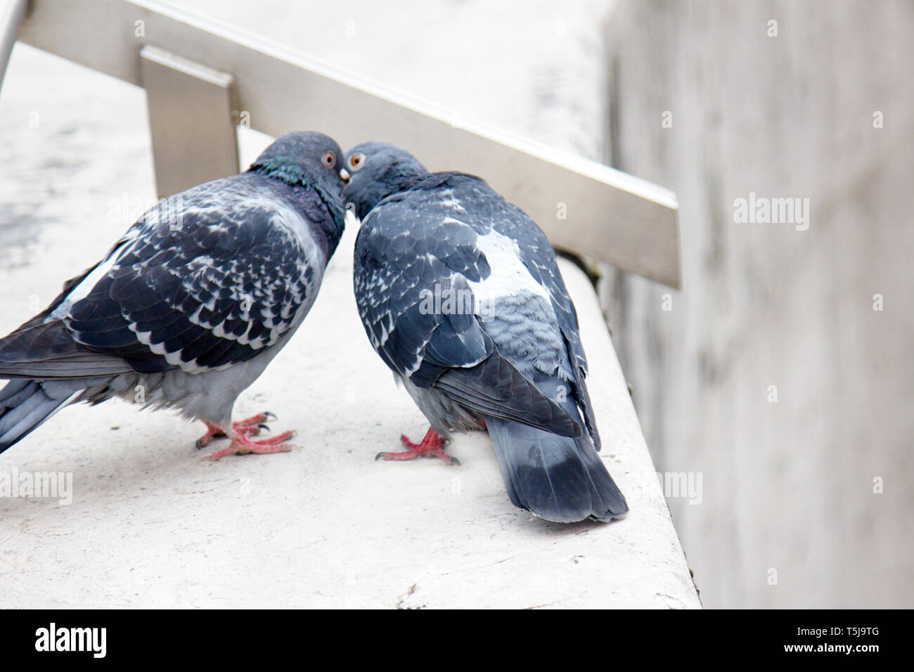 Pigeons Kissing High Resolution Stock Photography and Images - Alamy