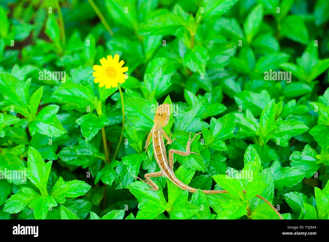 Lizard plant hi-res stock photography and images - Alamy