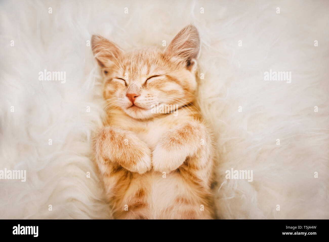 Cute Good Morning Kitten Pictures