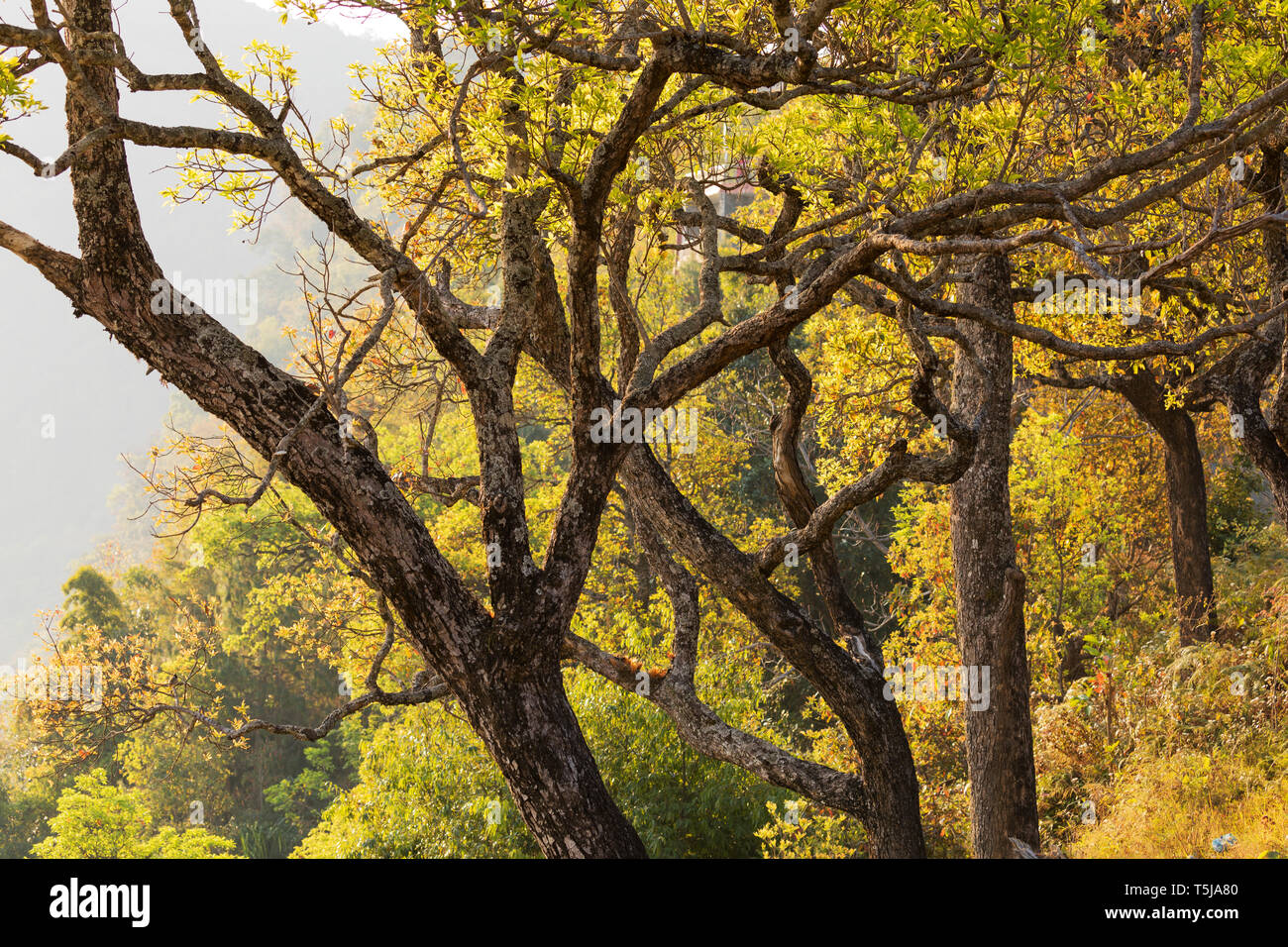 Nepal maple hi-res stock photography and images - Alamy