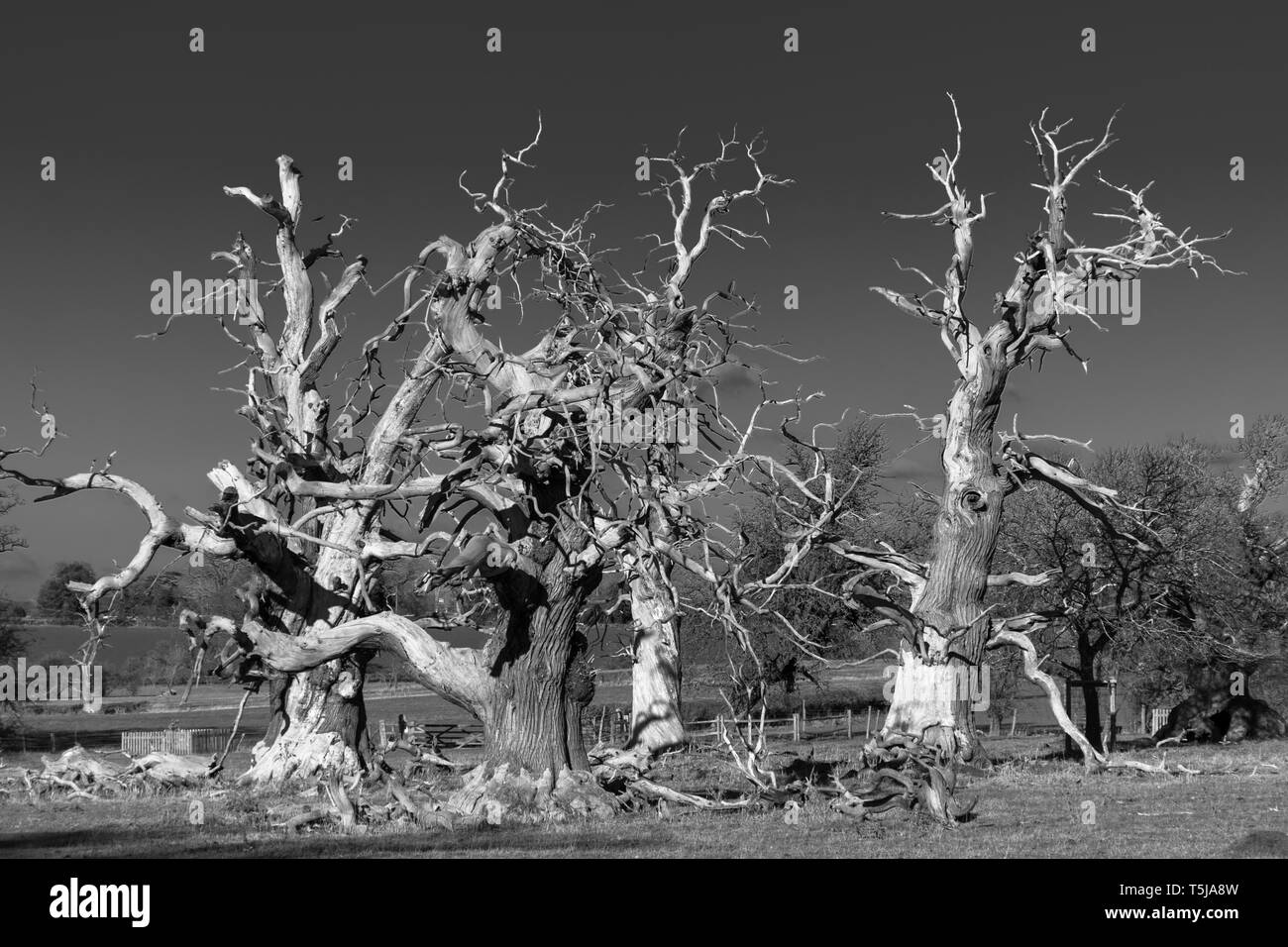 Ancient Dead Sweet Chestnut Trees Hanbury Hall NT Worcestershire Stock ...