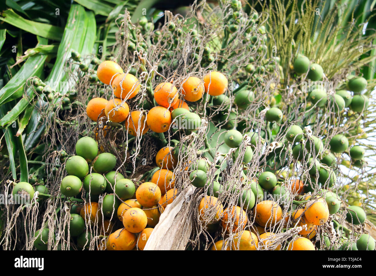 orange palm seed and new green palm seed on tree Stock Photo - Alamy
