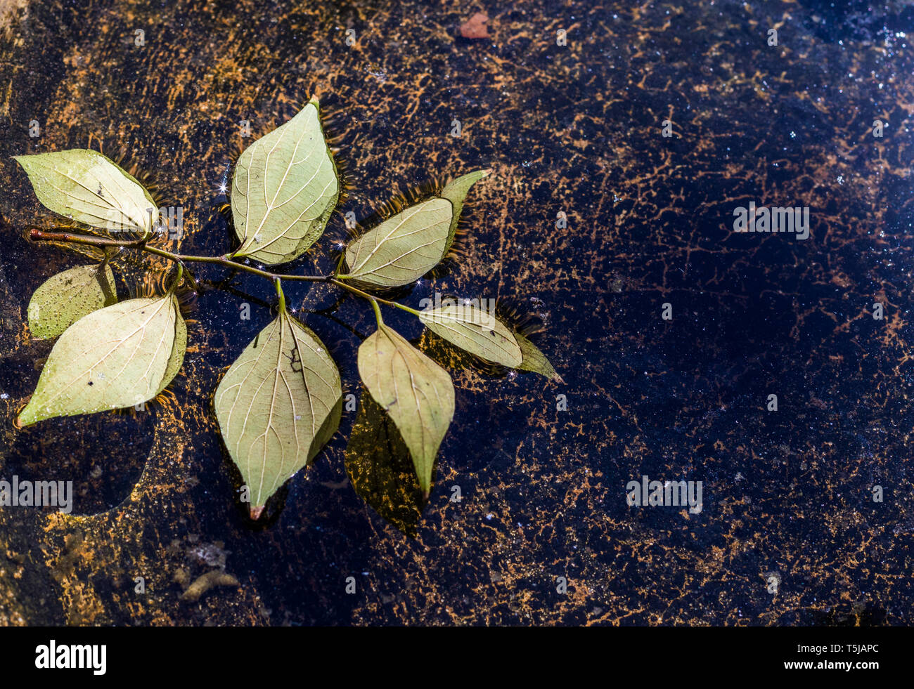 Small twig with autumn leaves floating in a garden pond with small ...