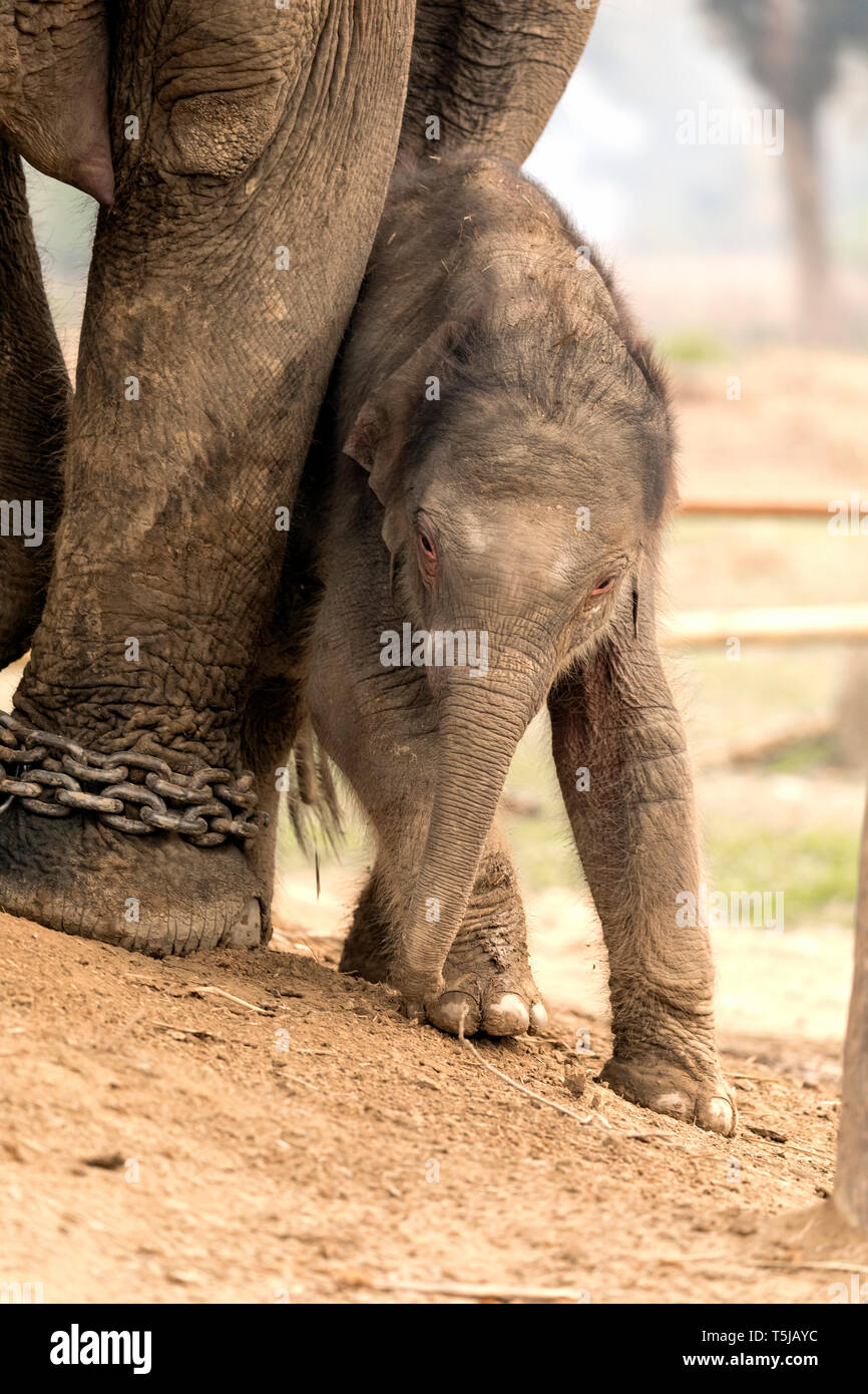 Elephant breeding center hi-res stock photography and images - Alamy