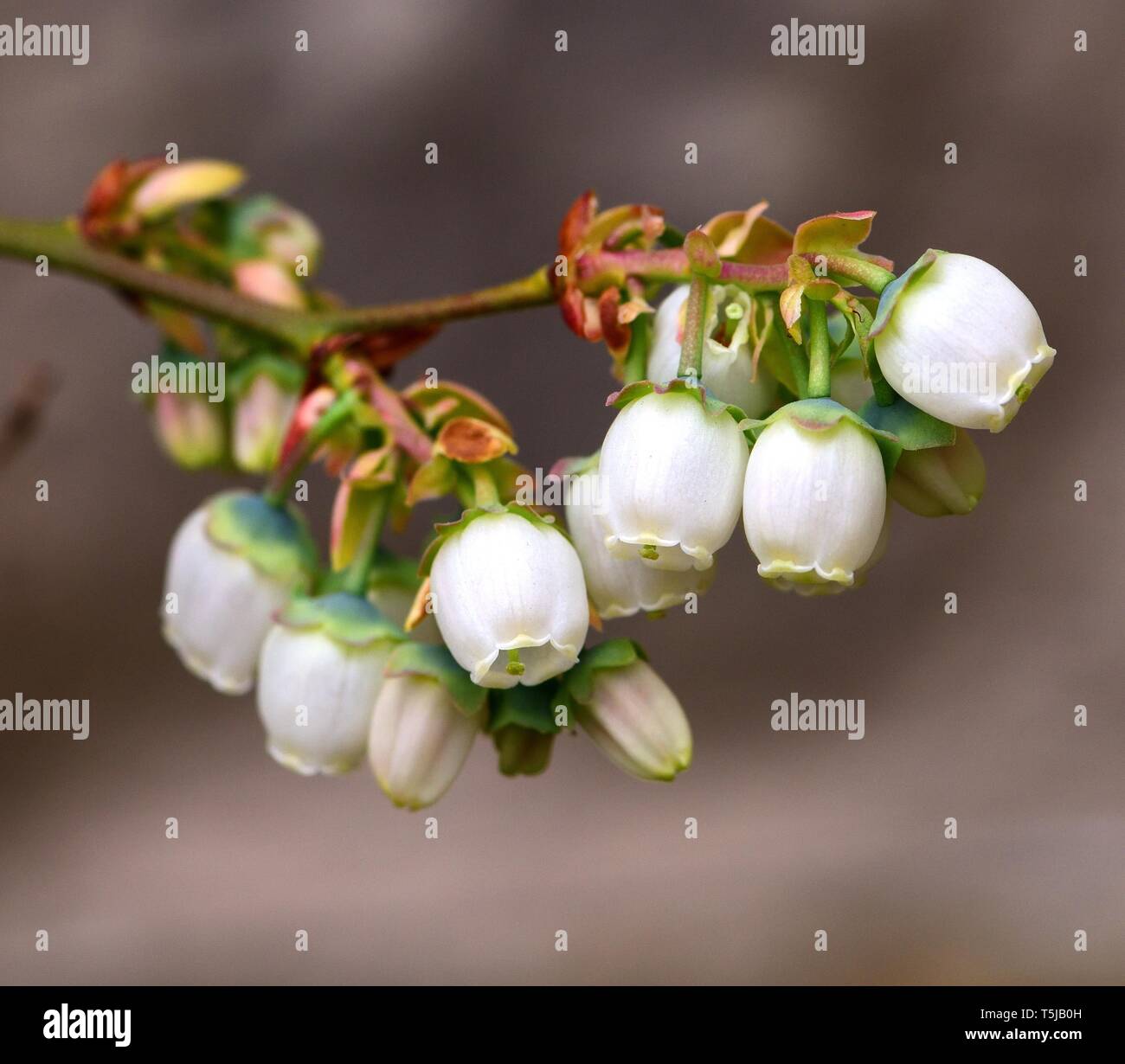 Blueberry blossom hi-res stock photography and images - Alamy