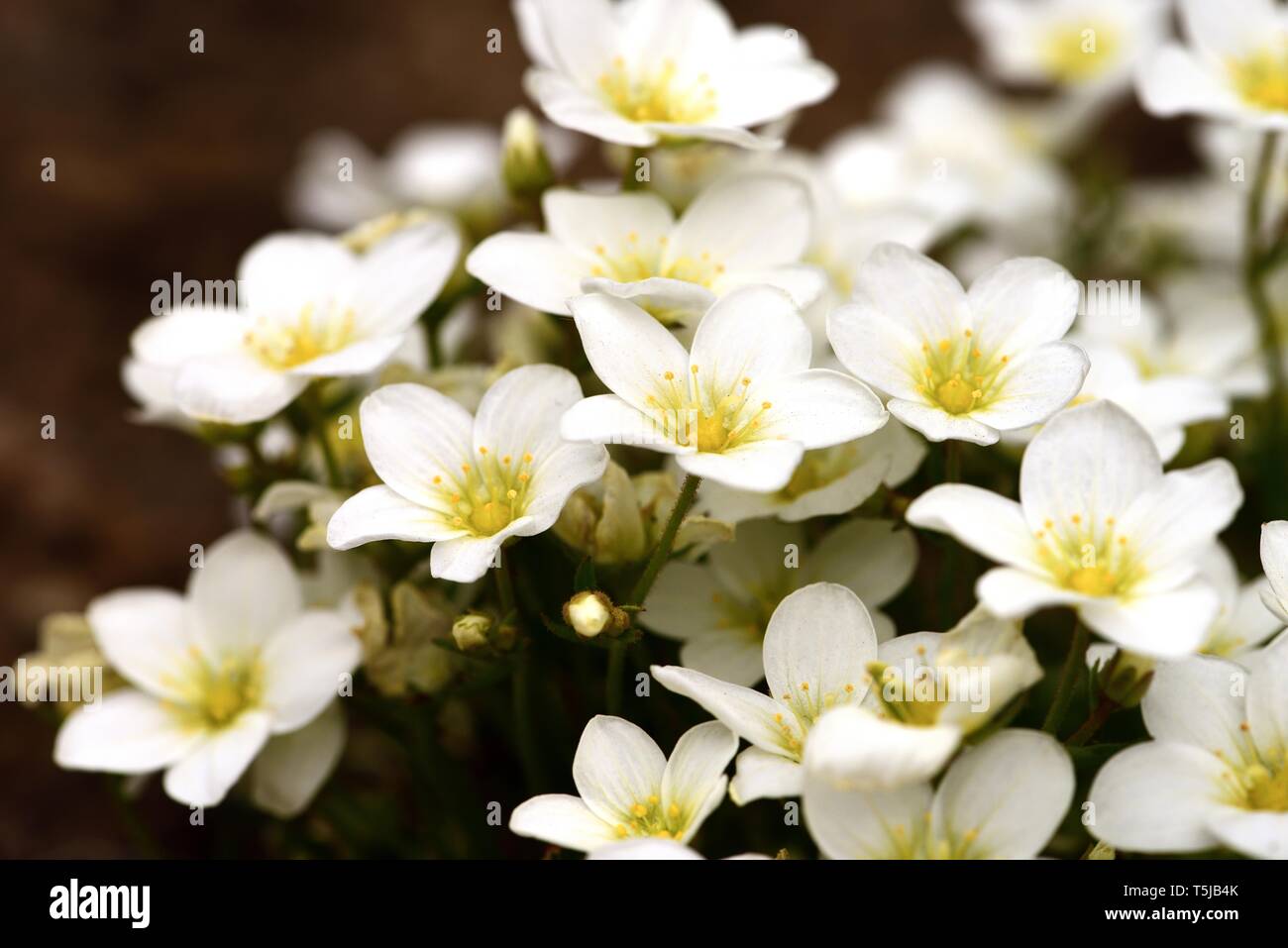 Alpino early hi-res stock photography and images - Alamy