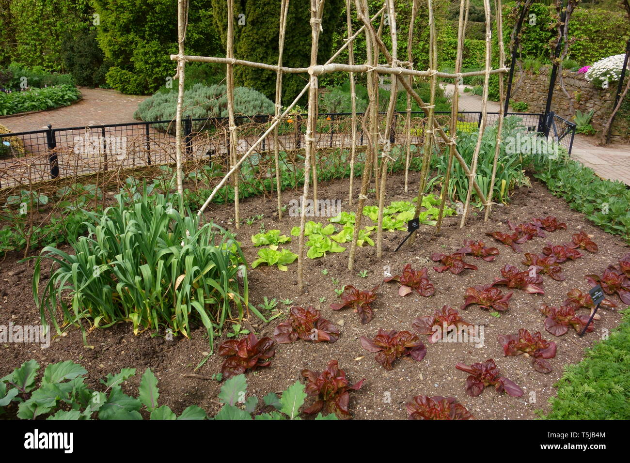 RHS Rosemoor, vegetable plot, North Decon, England, UK Stock Photo - Alamy
