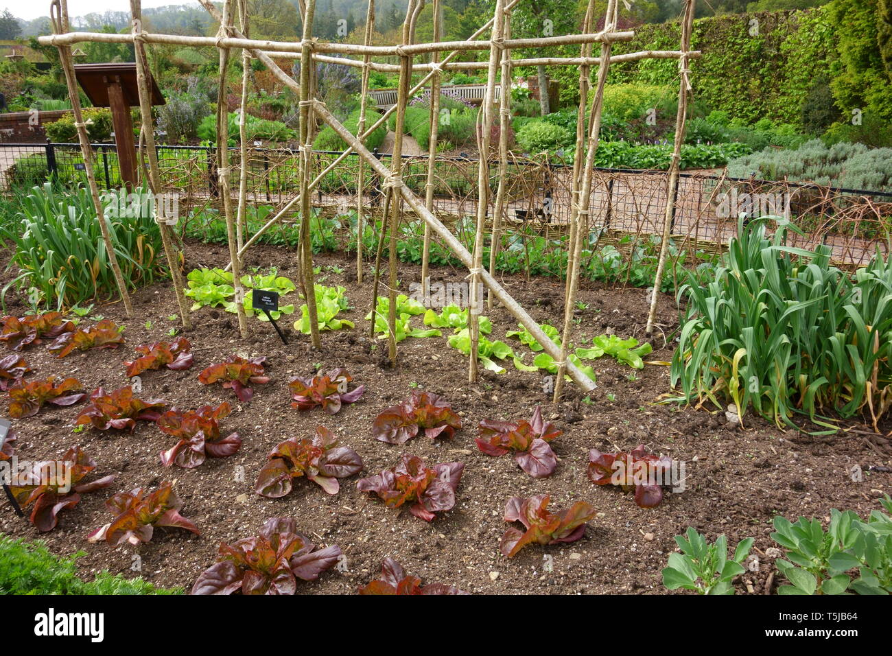 RHS Rosemoor, vegetable plot, North Decon, England, UK Stock Photo - Alamy