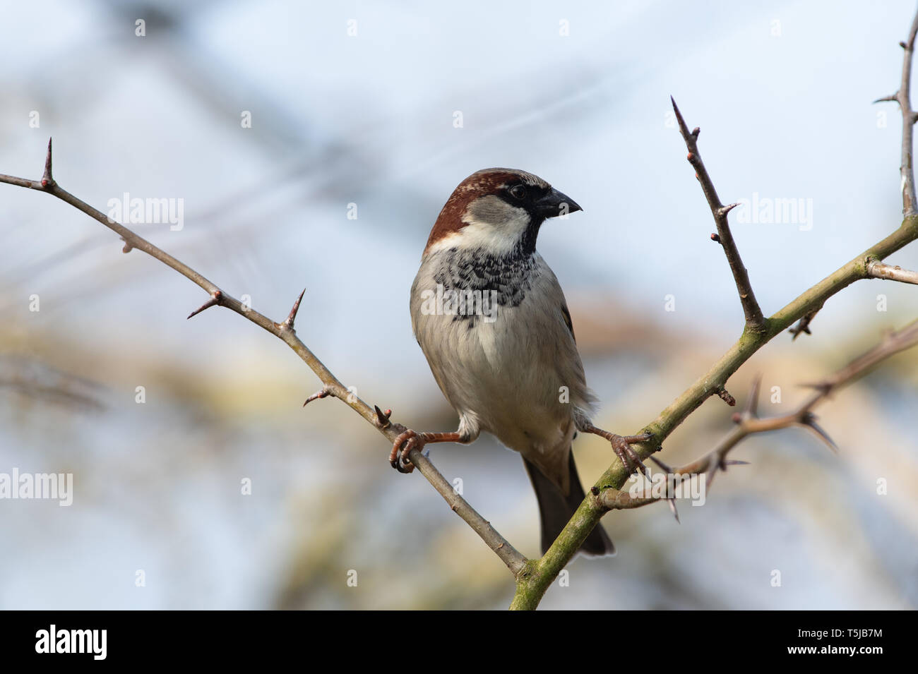 Mature sparrow hi-res stock photography and images - Alamy