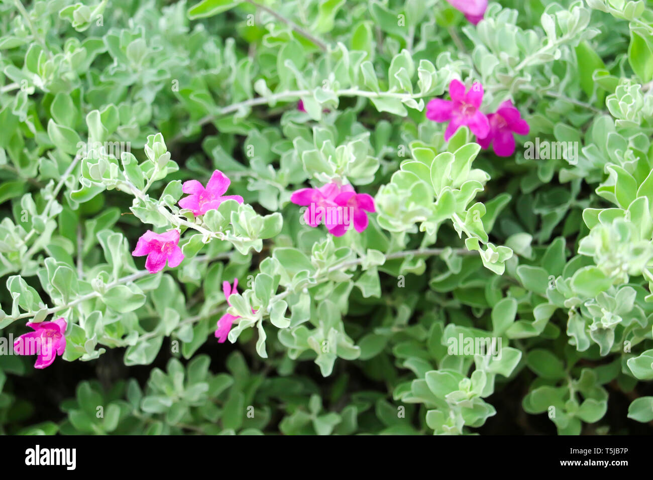 Axillary flowers hi-res stock photography and images - Alamy