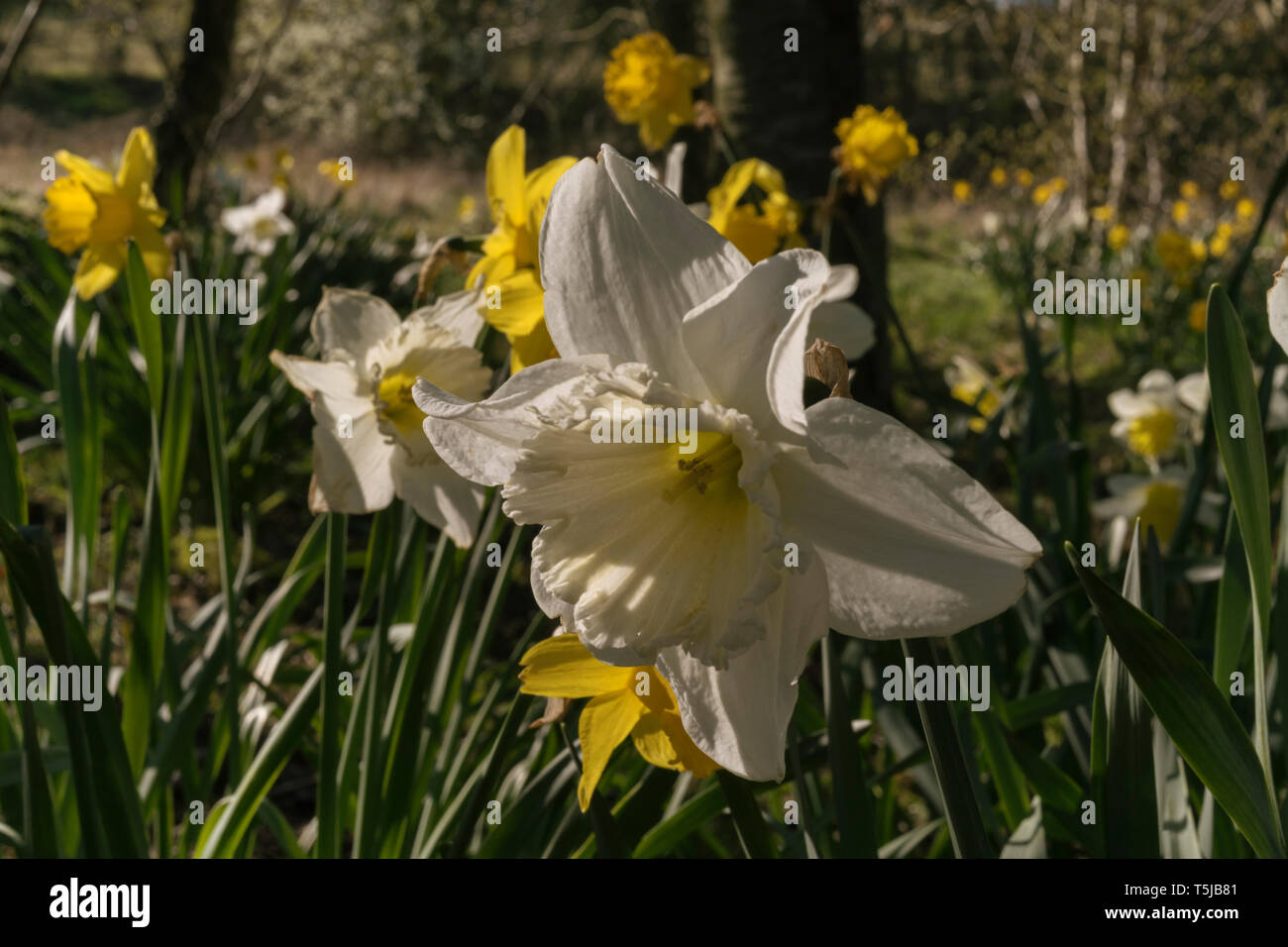 Views of Perth as Spring sunshine awakens nature across the Fair City ...