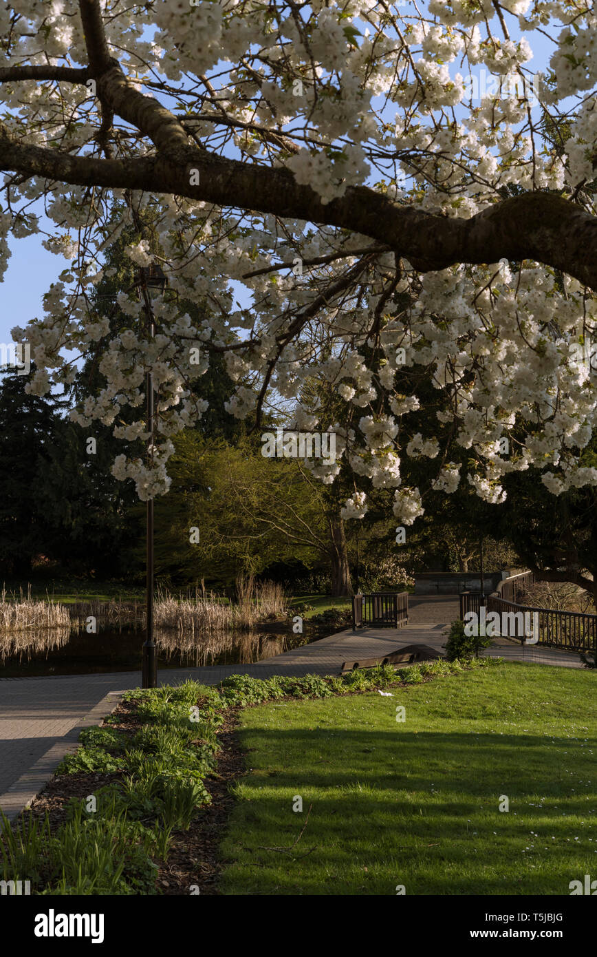 Views of Perth as Spring sunshine awakens nature across the Fair City ...