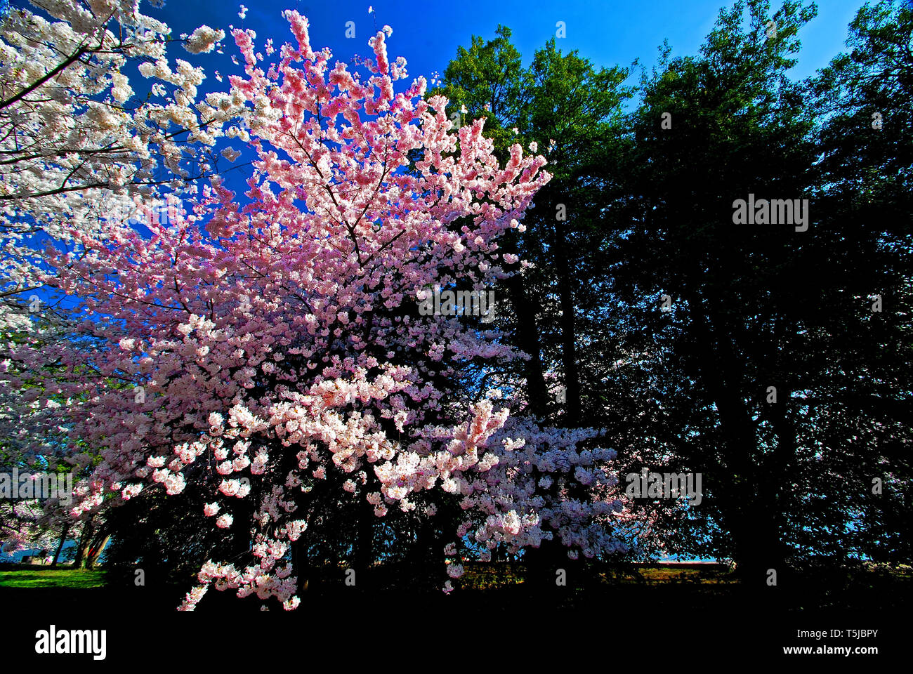 Cherry Blossom trees, Tidal Basin, Washington, DC Stock Photo - Alamy