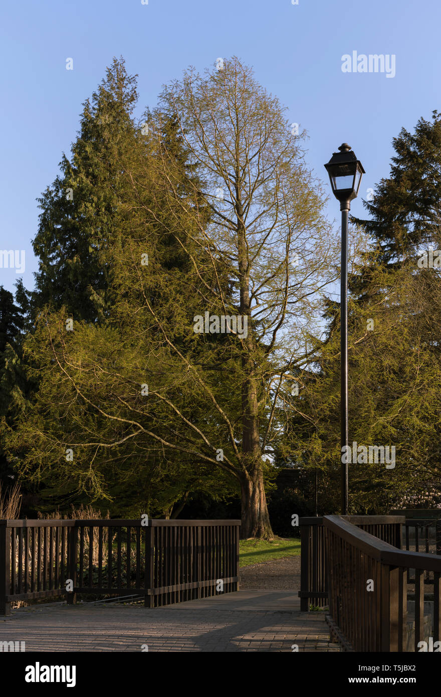 Views of Perth as Spring sunshine awakens nature across the Fair City ...