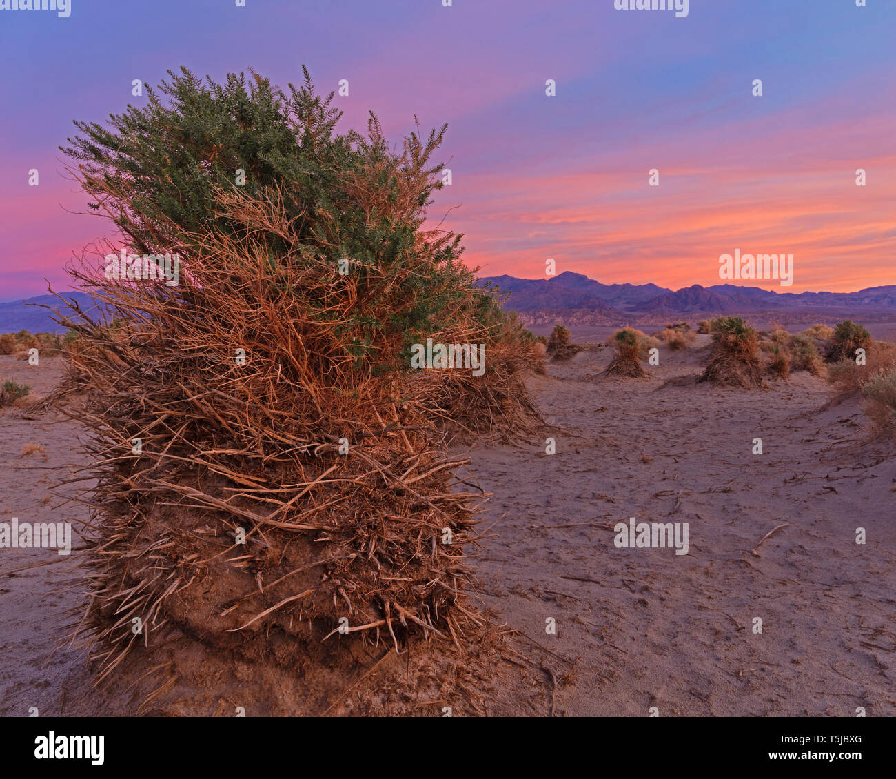 Devil's Cornfield actually grows Arrow Weed Stock Photo - Alamy