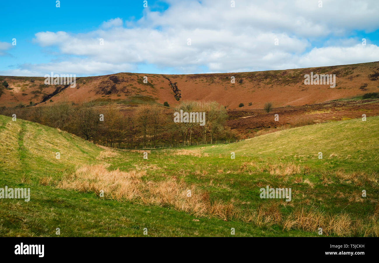 Beautiful walk through the North York Moors with trees, grasses, and ...