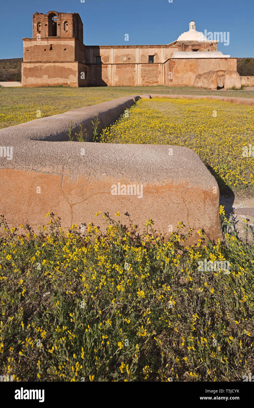 Yellow bladderpod hi-res stock photography and images - Alamy
