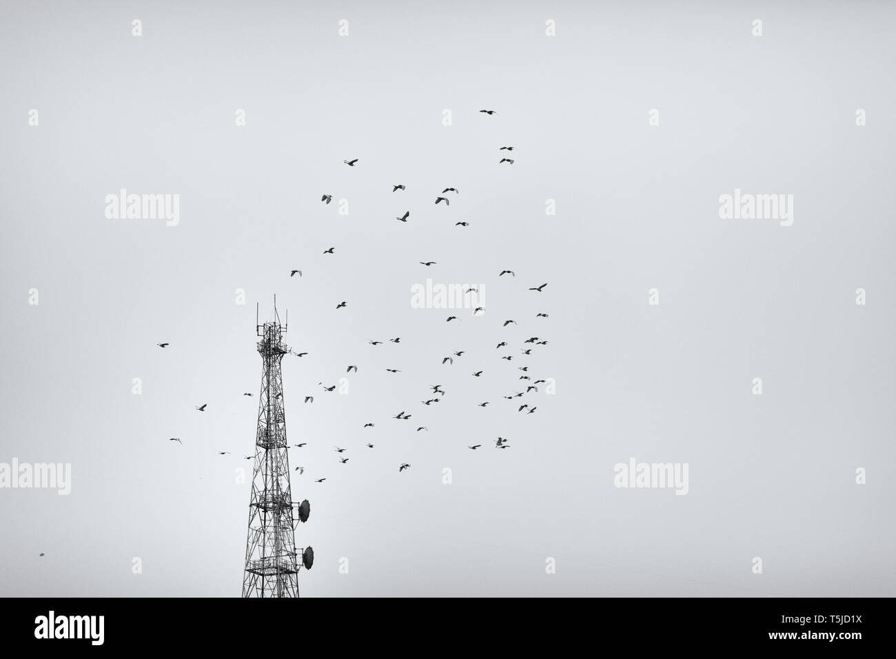Birds around a mobile tower Stock Photo - Alamy