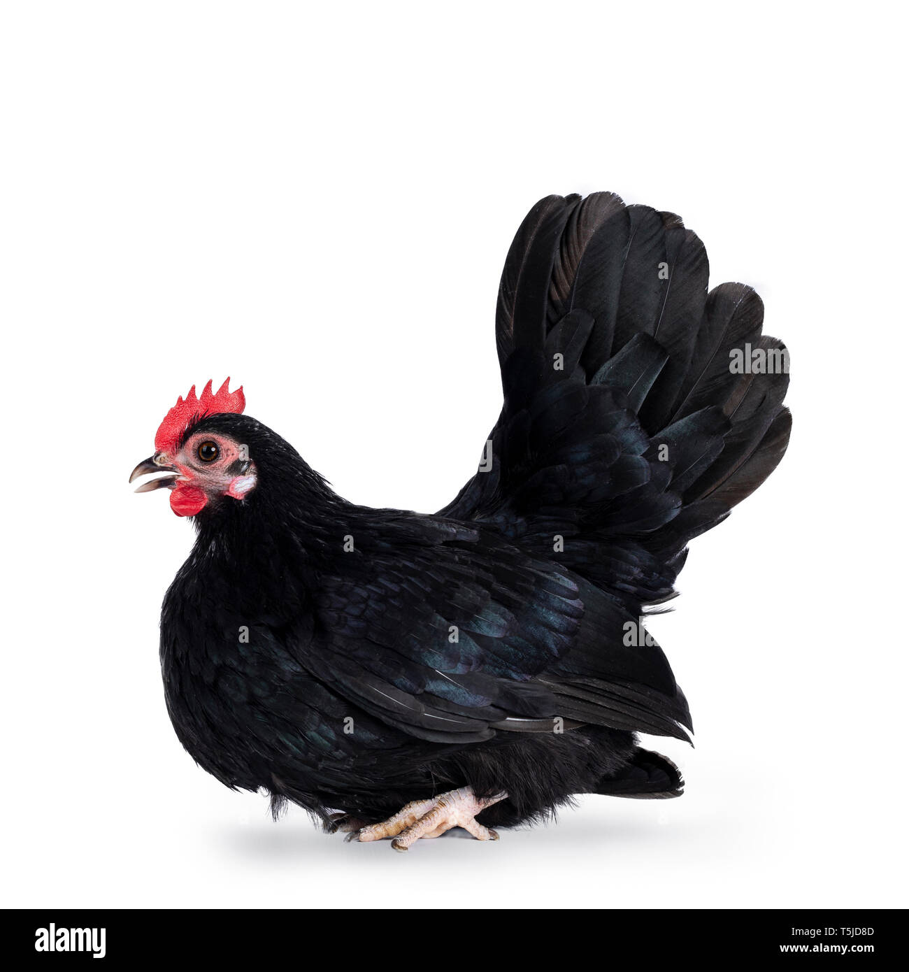 Black dwarf chicken / rooster, sitting side ways. Isolated on white ...
