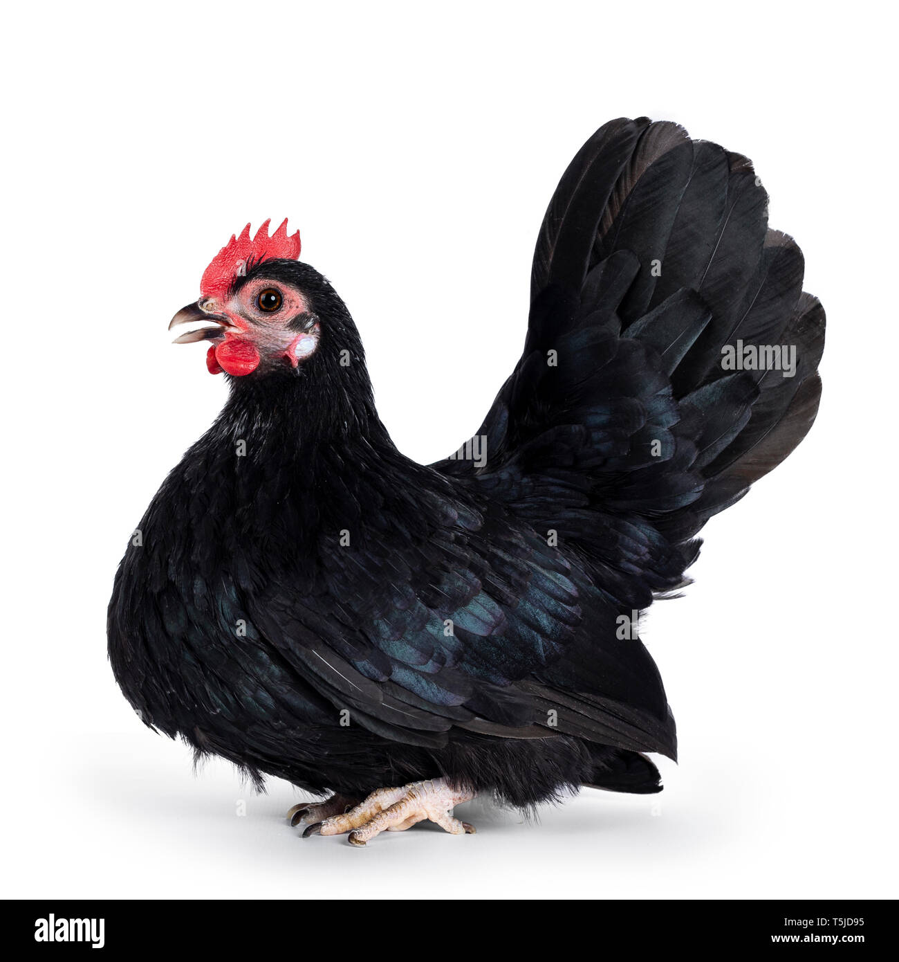 Black dwarf chicken / rooster, sitting side ways. Isolated on white ...