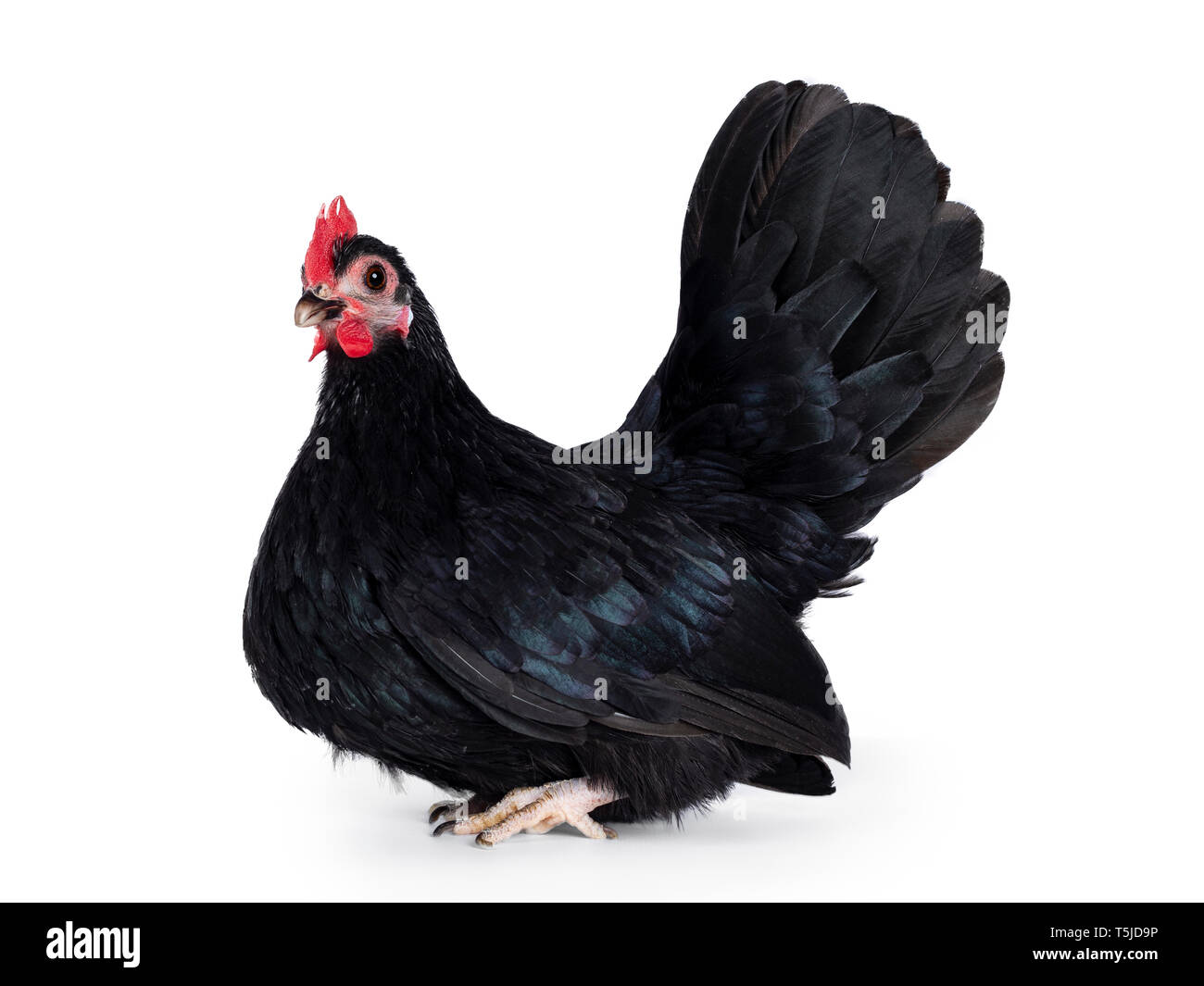 Black dwarf chicken / rooster, sitting side ways. Isolated on white ...