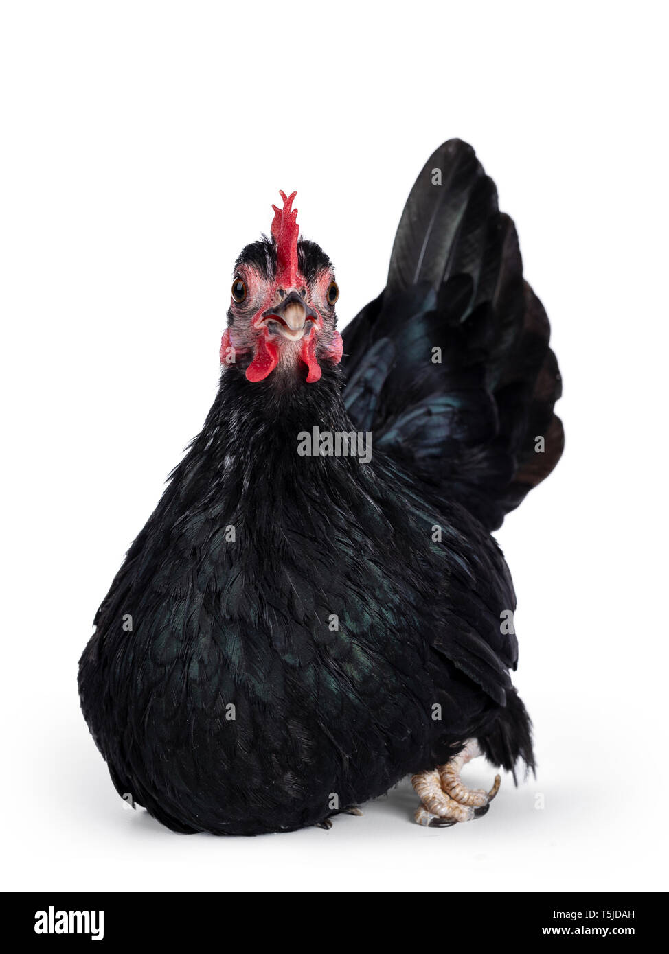 Black dwarf chicken / rooster, sitting facing front. Isolated on white ...