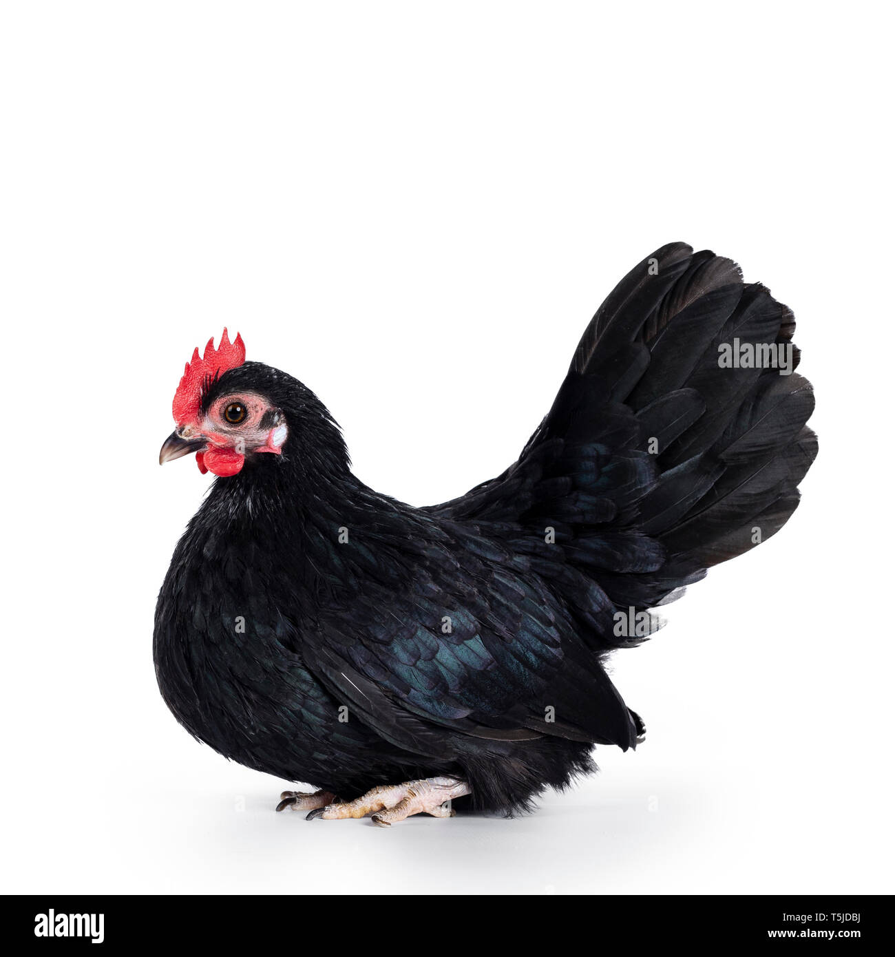 Black dwarf chicken / rooster, sitting side ways. Isolated on white ...