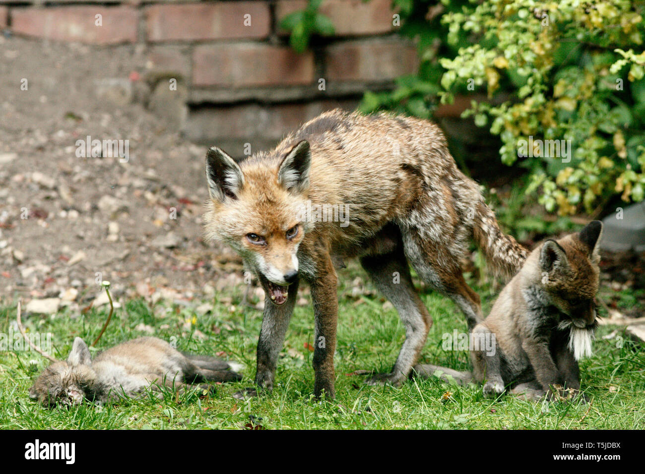 Fox cub hi-res stock photography and images - Alamy