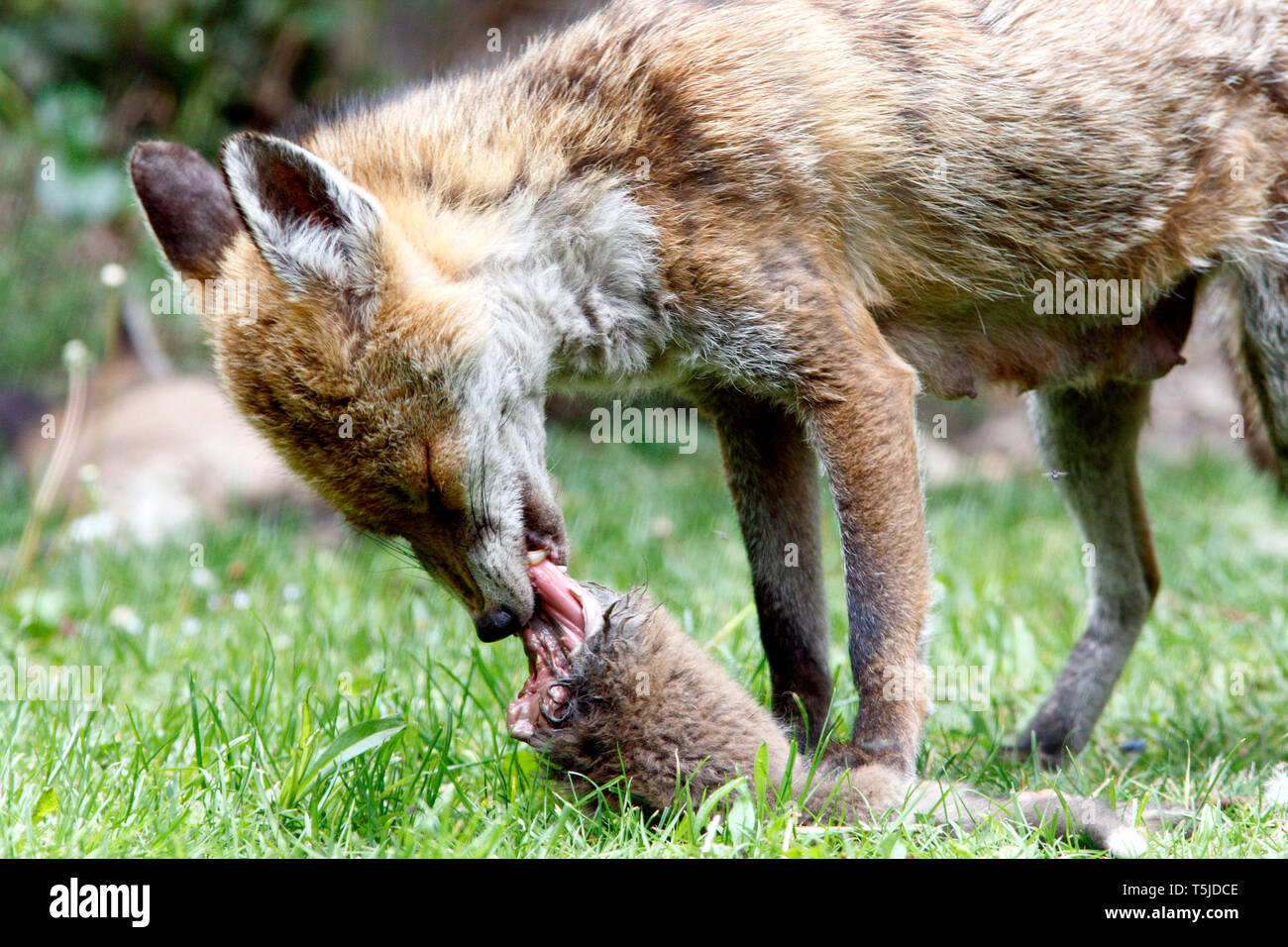 A fox cub playing with its mother’s bushy tail as she eats her ...