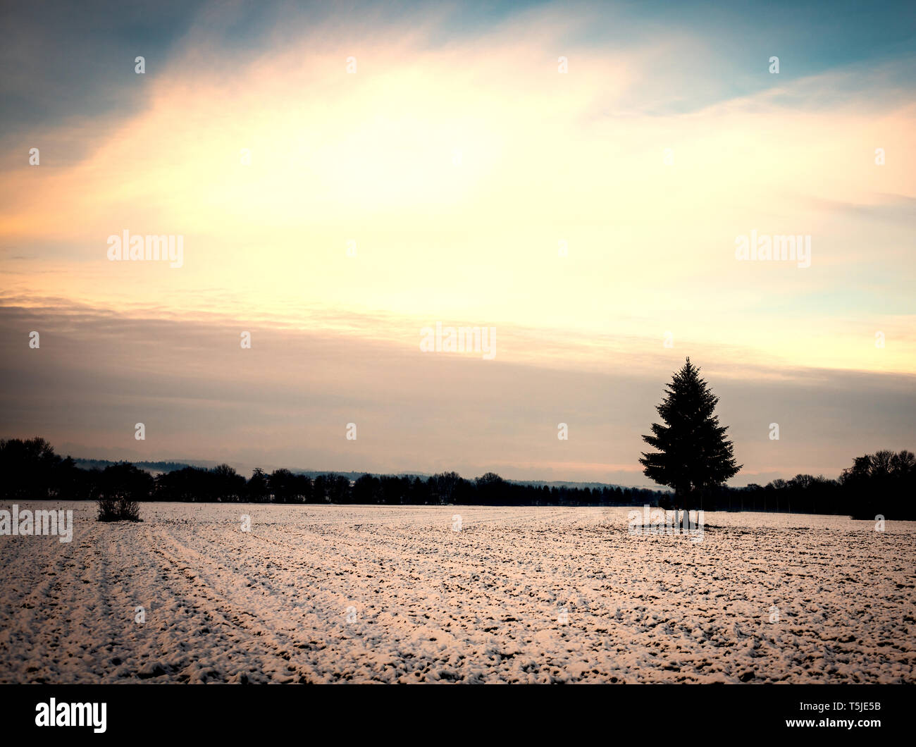 Single Green Tree Snow Blue Sky High Resolution Stock Photography and ...