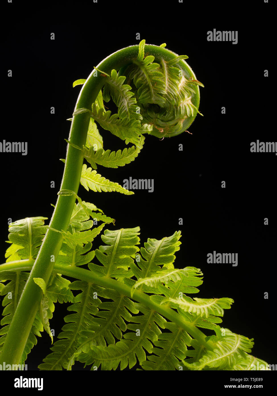 Boston fern hi-res stock photography and images - Alamy