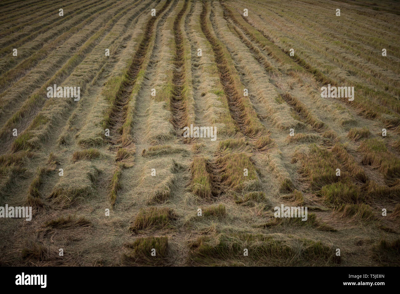 Rice fields after harvest Stock Photo - Alamy