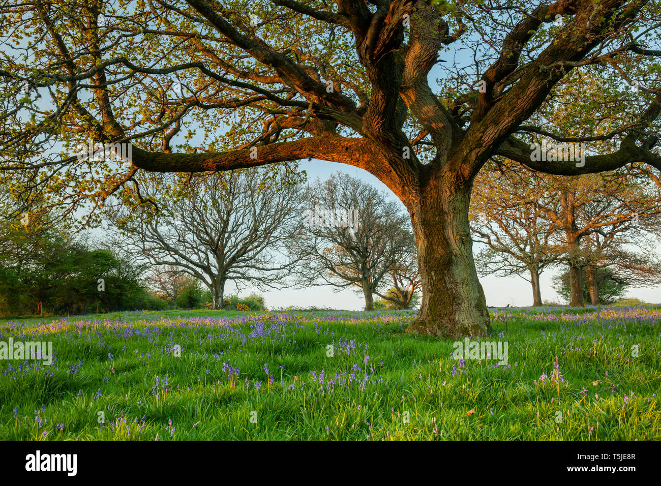 Spring sunrise on the South Downs in West Sussex Stock Photo - Alamy
