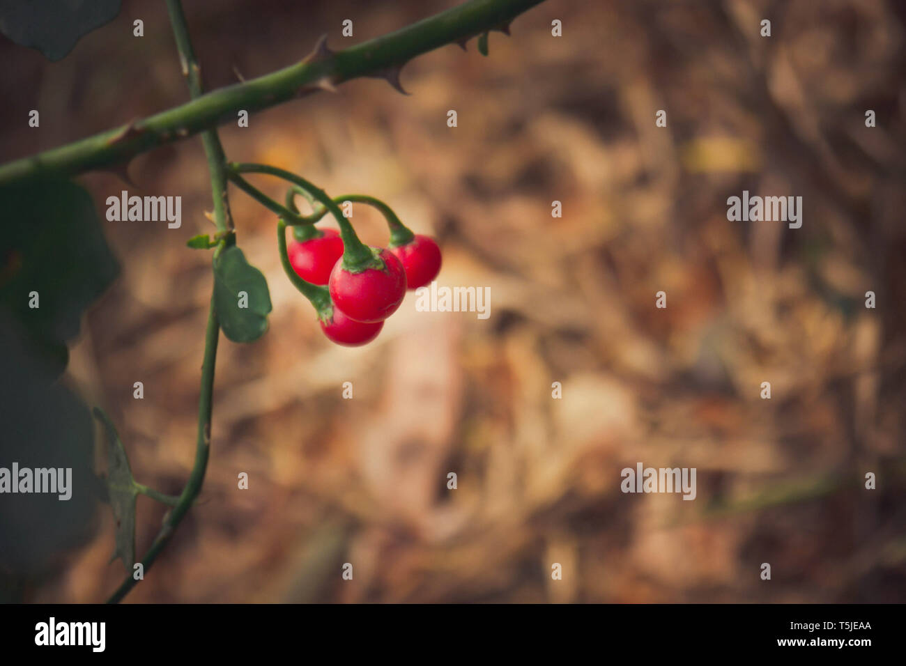 Red Solanum procumbens Stock Photo - Alamy