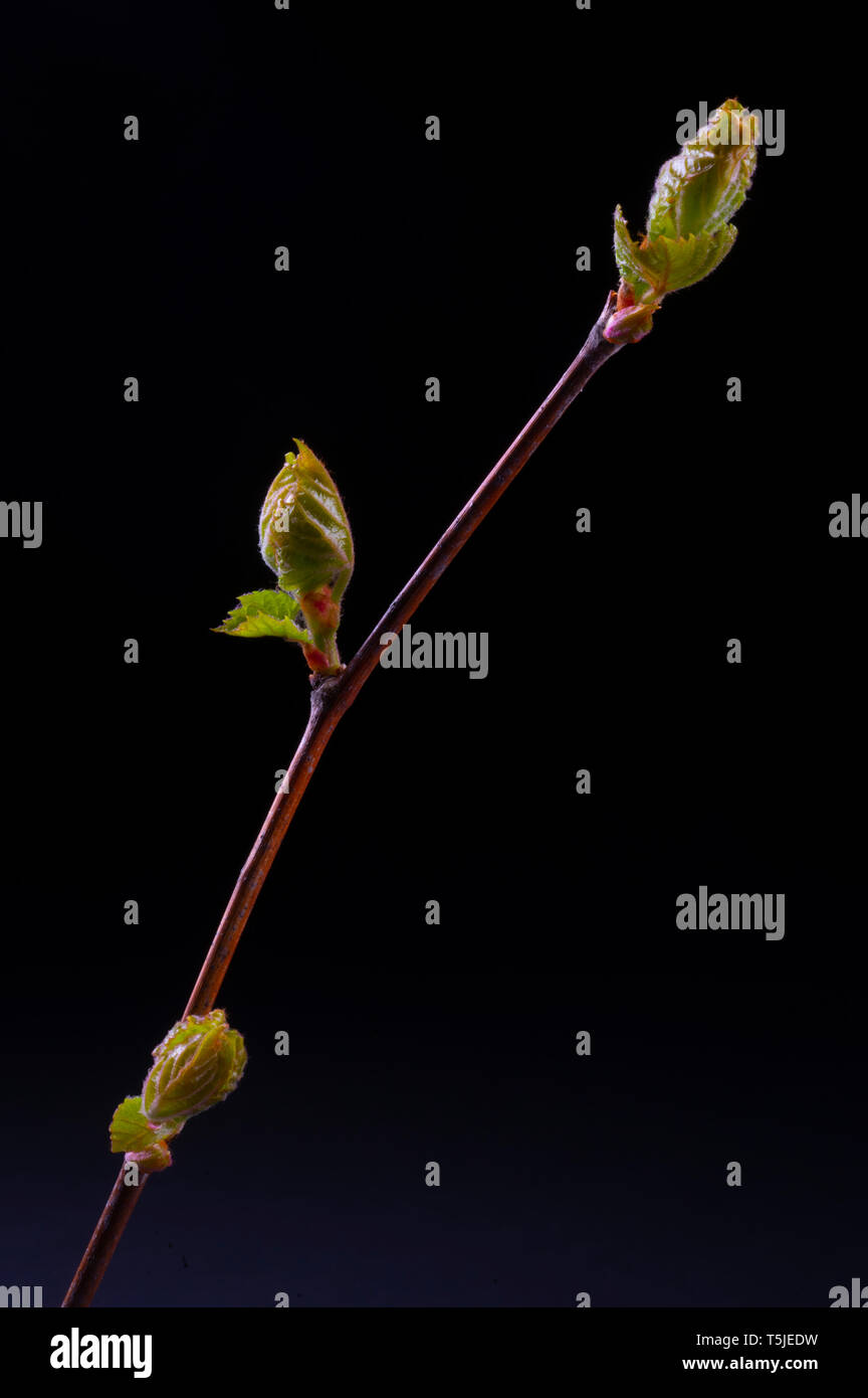 Spirea buds hi-res stock photography and images - Alamy