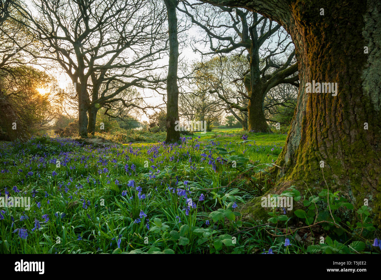 Spring sunrise in a West Sussex woodland, England. South Downs National ...
