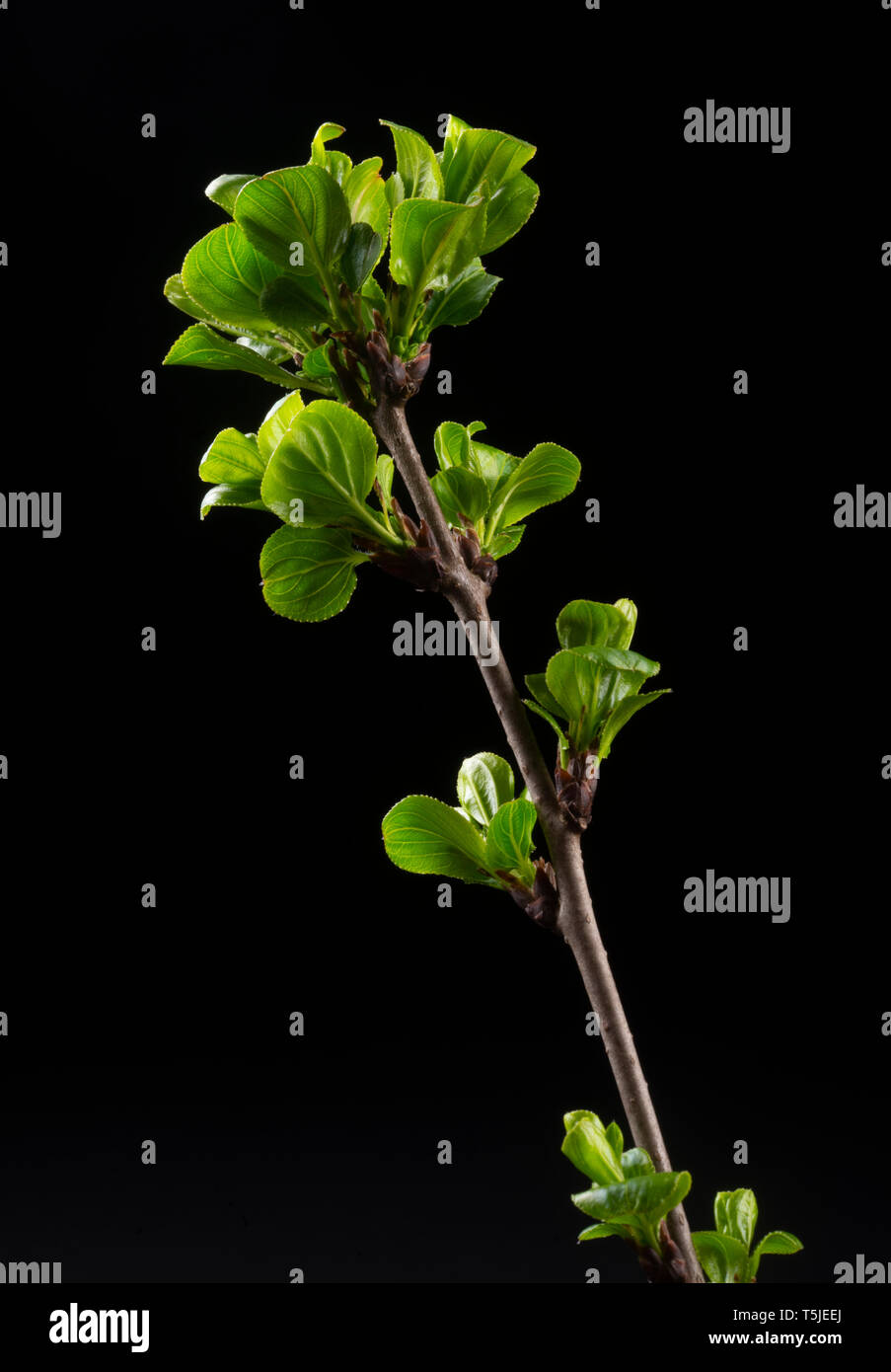 Buckthorn, color, 2019 Stock Photo - Alamy