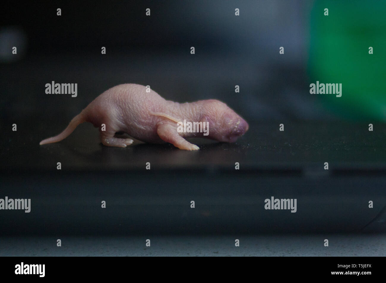 child labor concept. rat child on a computer keyboard Stock Photo - Alamy