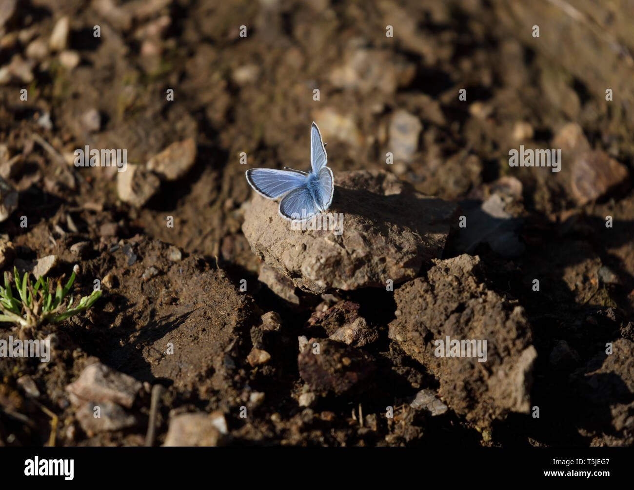 A Silvery Blue butterfly at Lake Sonoma State Park in Geyserville ...
