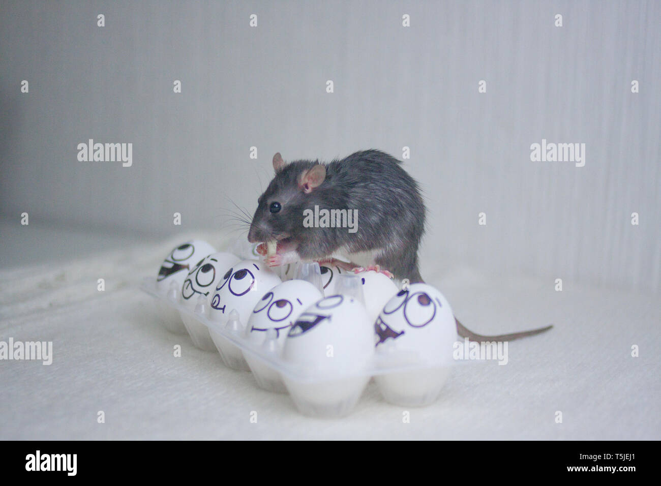 disinfection concept. poison rat. the rat is black. The mouse sits on ...