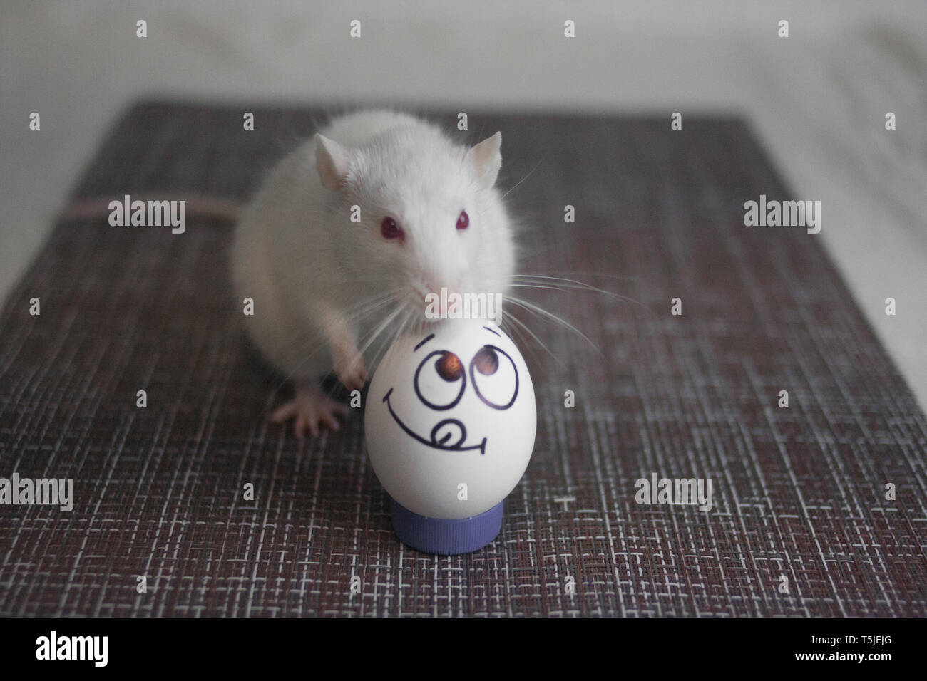 nutrition is the right concept. white rat. The mouse sits on chicken ...